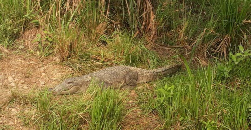 Chitwan: 4-Day Chitwan National Park Tiger Safari Tour - Exploring the 4-Day Chitwan National Park Tiger Safari Tour