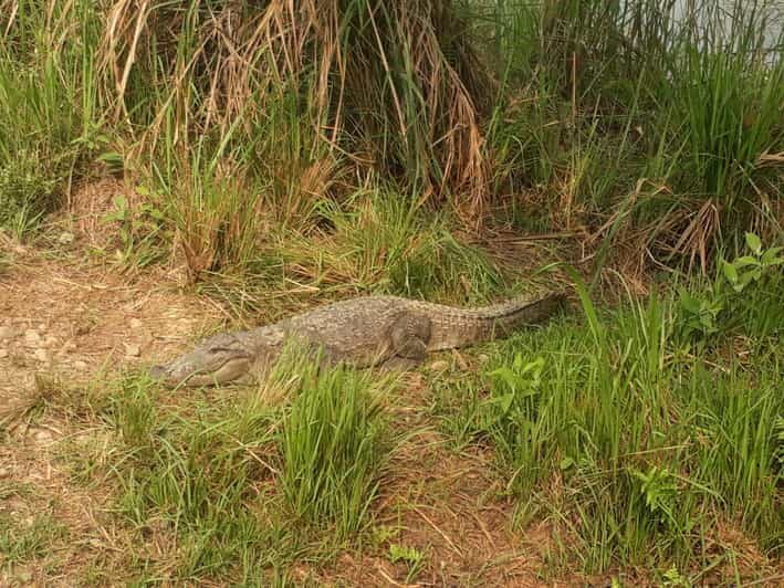 Chitwan: 4-Day Chitwan National Park Tiger Safari Tour - Practical Details and Tips