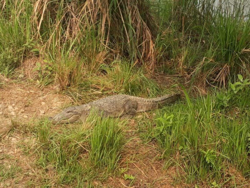 Chitwan: 4-Day Chitwan National Park Tiger Safari Tour - The Sum Up: Who Should Consider This Tour?