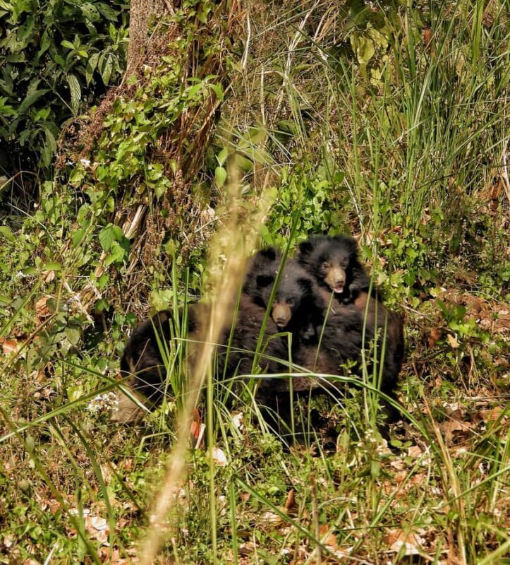 Chitwan: 4-Day Jungle Safari Full Package all inclusive - Key Points