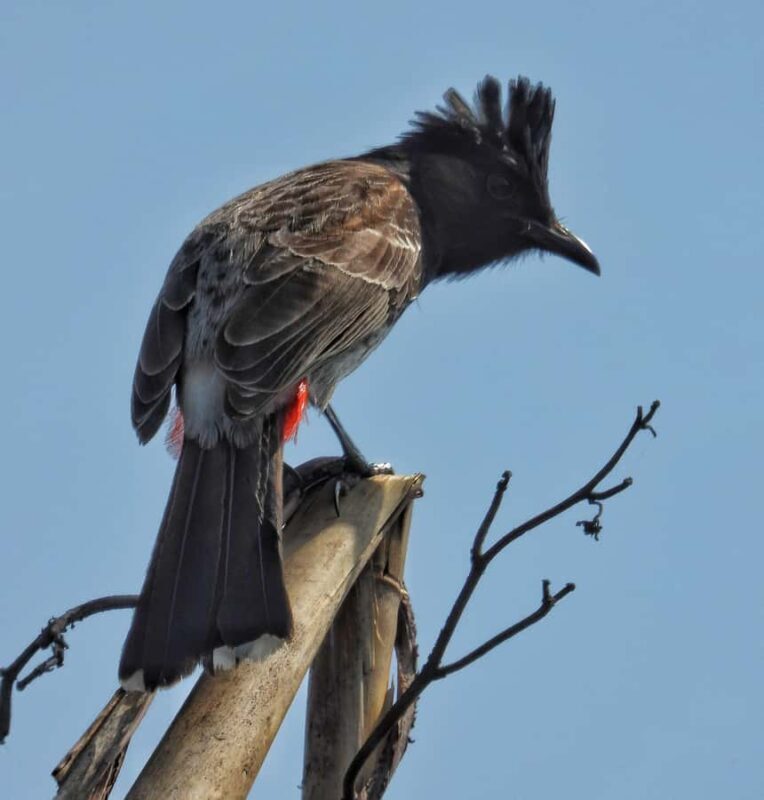 Chitwan: 4-Day Jungle Safari Full Package all inclusive - Who Is This Tour Best For?