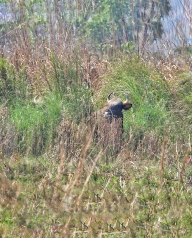 Chitwan: 4-Day Jungle Safari Full Package all inclusive - FAQ (Frequently Asked Questions)