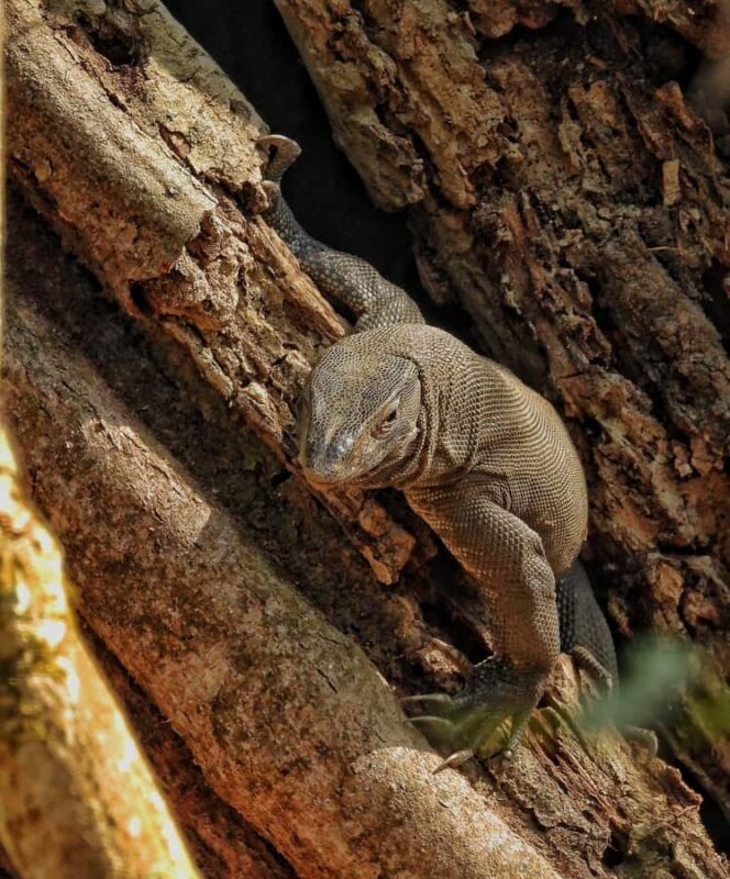 Chitwan: CANOEING & BIRDWATCHING & JEEP SAFARI - Final Words