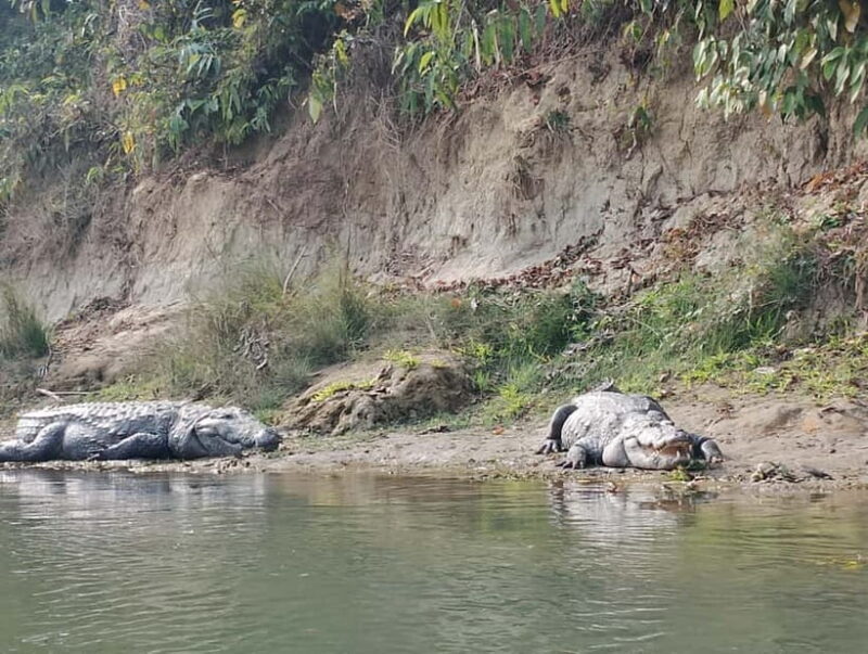 Chitwan Combo Tour: Jeep Safari, Canoeing & Jungle Walk - Key Points