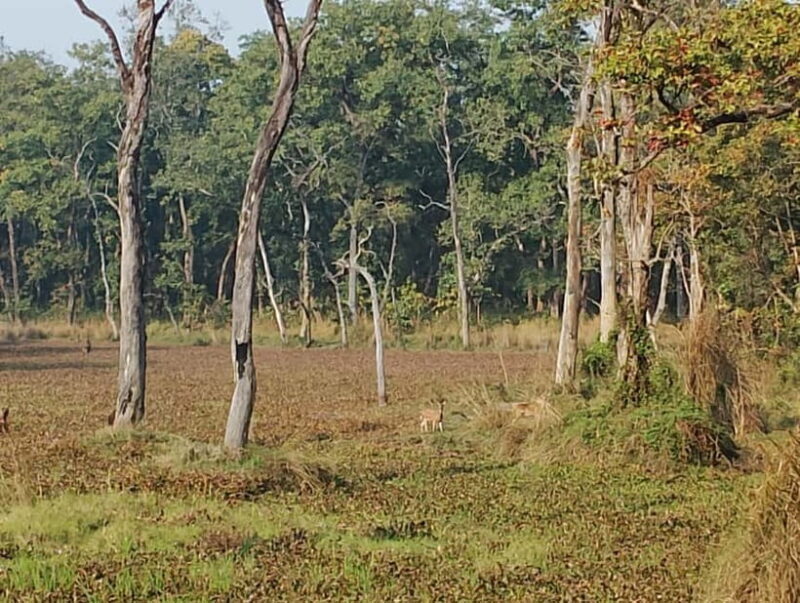 Chitwan Combo Tour: Jeep Safari, Canoeing & Jungle Walk - FAQs