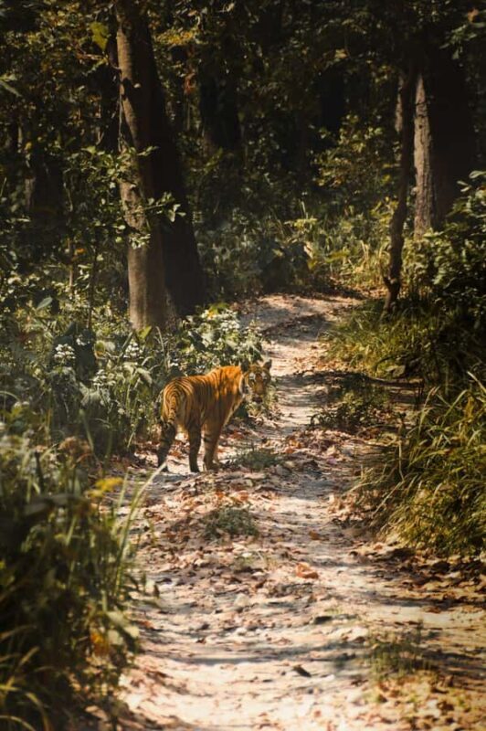 CHITWAN: COMMUNITY FOREST AND NATIONAL PARK JEEP SAFARI - Key Points