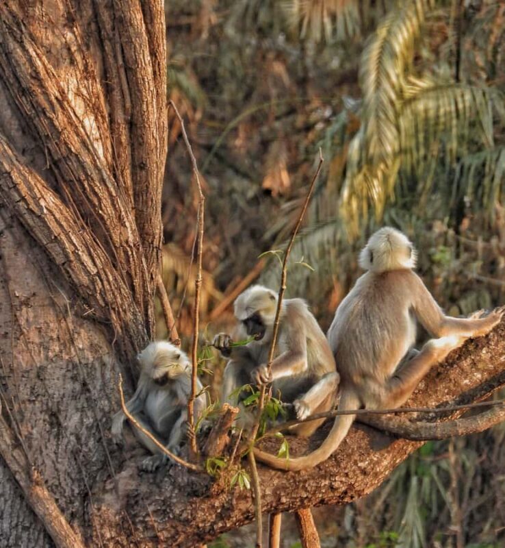 CHITWAN: COMMUNITY FOREST AND NATIONAL PARK JEEP SAFARI - The Sum Up