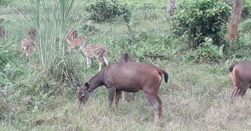 Chitwan Day Tour ( Canoeing+Jungle Walk+ Jeep Safari ) - Exploring the Chitwan Day Tour (Canoeing + Jungle Walk + Jeep Safari)