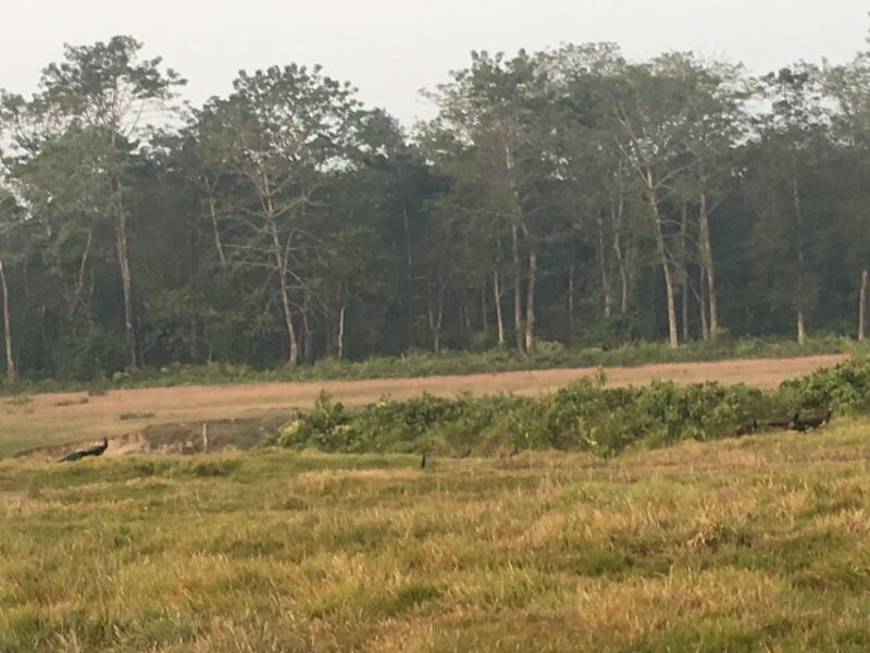 Chitwan Day Tour ( Canoeing+Jungle Walk+ Jeep Safari ) - What Makes This Tour Stand Out?