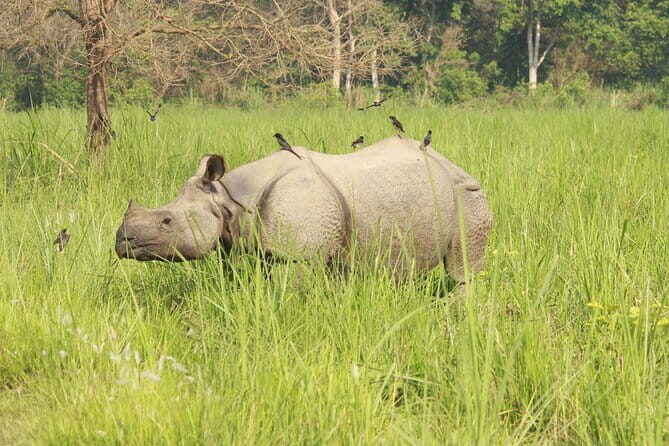 Chitwan Elegance: A 3-Day Luxury Wildlife Experience - Authenticity and Comfort