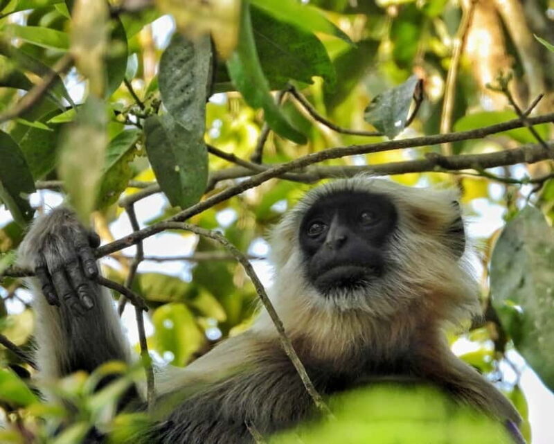 Chitwan: Full-Day Safari Canoeing and Jungle Walk and Jeep - Authentic Encounters and Unique Aspects