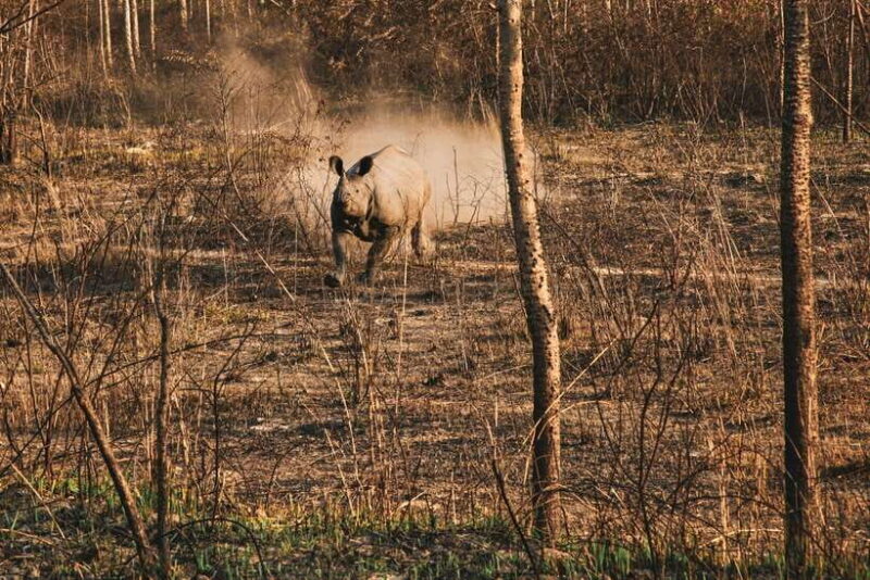 Chitwan Jungle Safari - 2 nights / 3 days - FAQs