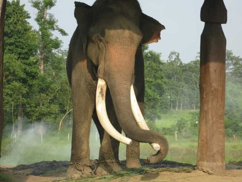 Chitwan Jungle Safari - 2 nights / 3 days - Final Thoughts