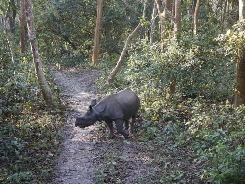 Chitwan Jungle Safari 3 Days Wildlife & Culture - Exploring the Chitwan Jungle Safari 3 Days: Wildlife & Culture