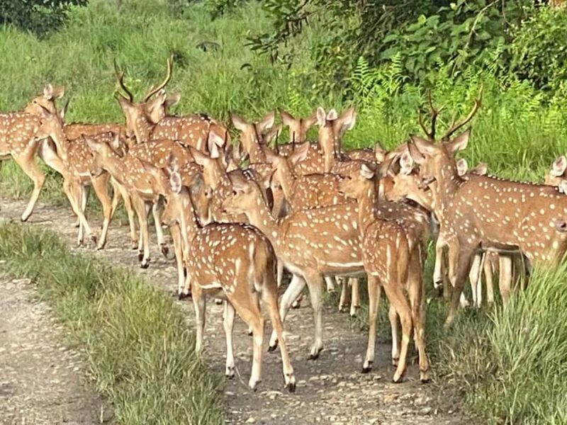 Chitwan Jungle Safari 3 Days Wildlife & Culture - What Sets This Tour Apart