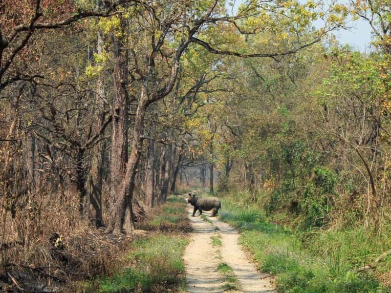 Chitwan Jungle Safari 3 Days Wildlife & Culture - Practical Details and Why They Matter