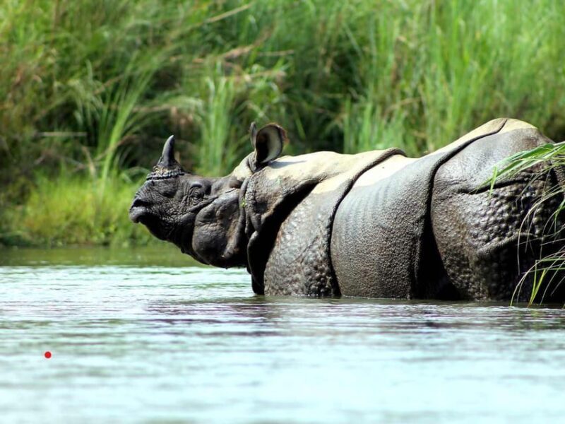 Chitwan Jungle Safari 3 Days Wildlife & Culture - Frequently Asked Questions