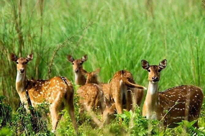 Chitwan Jungle Safari All-Inclusive Package from Kathmandu - The Practical Side: Transportation, Group Size, and Booking