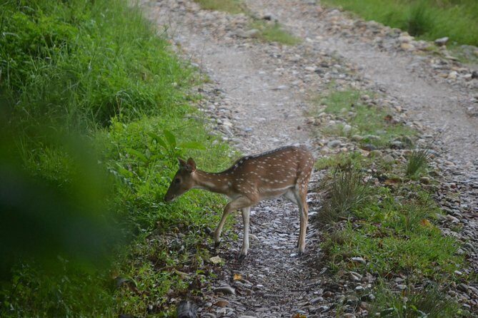 Chitwan Jungle Safari - exotic 2N3D Wildlife Safari Tour - Authentic Experiences Based on Reviews