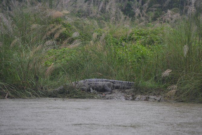 Chitwan Jungle Safari - exotic 2N3D Wildlife Safari Tour - Frequently Asked Questions