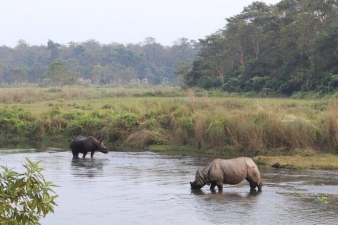 Chitwan Jungle Safari from Kathmandu and Back Multi Day Tour - The Bottom Line