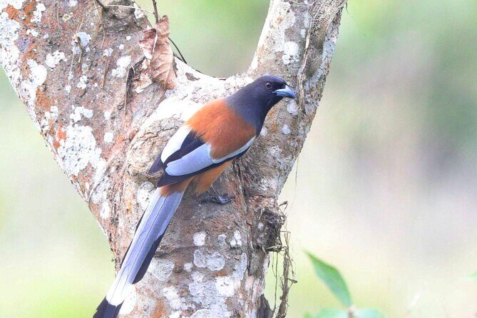 Chitwan Jungle Safari from Kathmandu Pokhara - An Introduction to the Chitwan Jungle Safari Experience