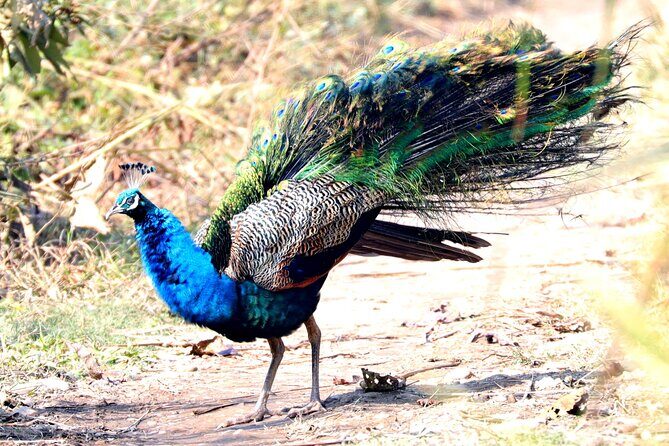 Chitwan Jungle Safari from Kathmandu Pokhara - The Value and Practicality of the Tour