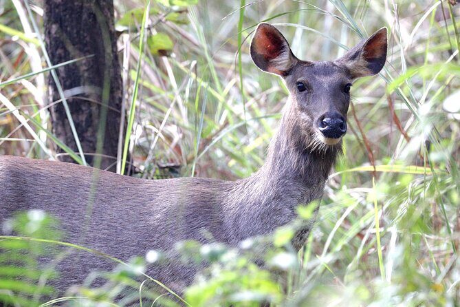 Chitwan Jungle Safari from Kathmandu Pokhara - The Sum Up