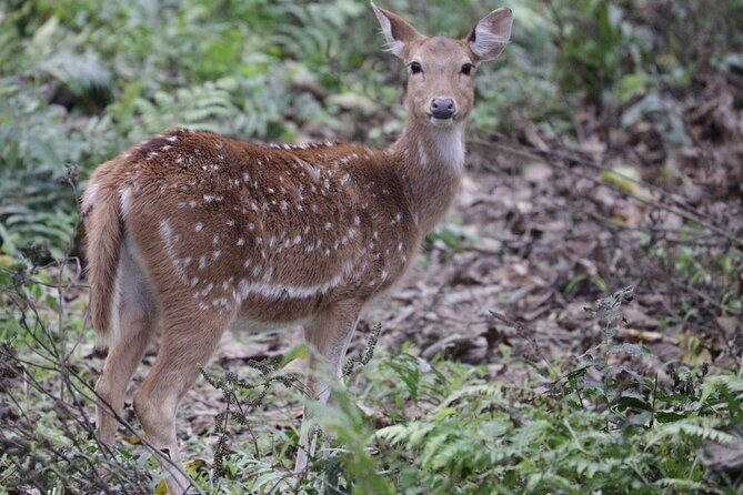 Chitwan Jungle Safari from Kathmandu Pokhara - Frequently Asked Questions