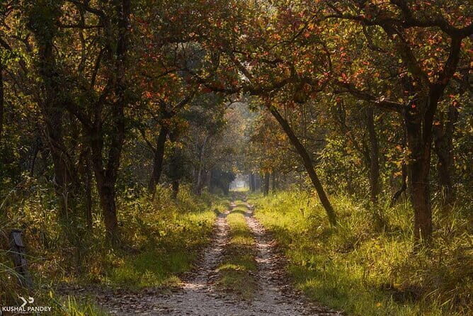 Chitwan Jungle Safari Tour 2 Night /3 Days With Private Transportation - Key Points