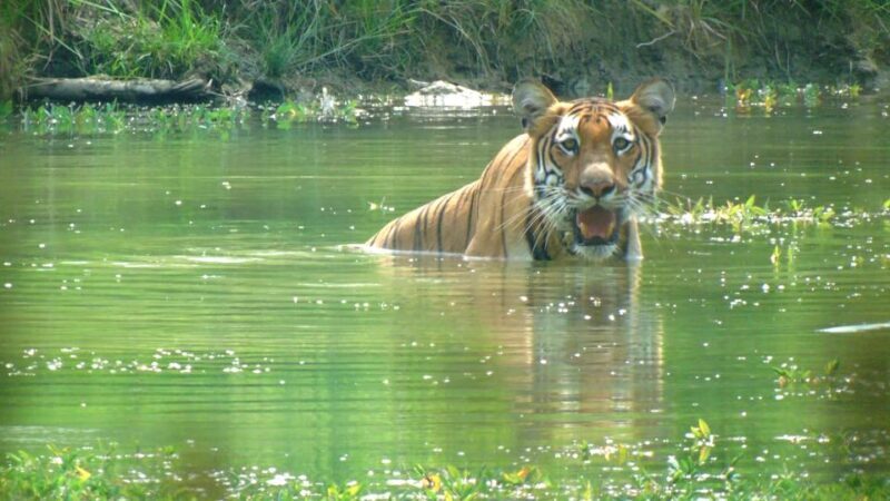Chitwan Jungle Safari Tour: 3-Day Chitwan National Park Tour - Key Points