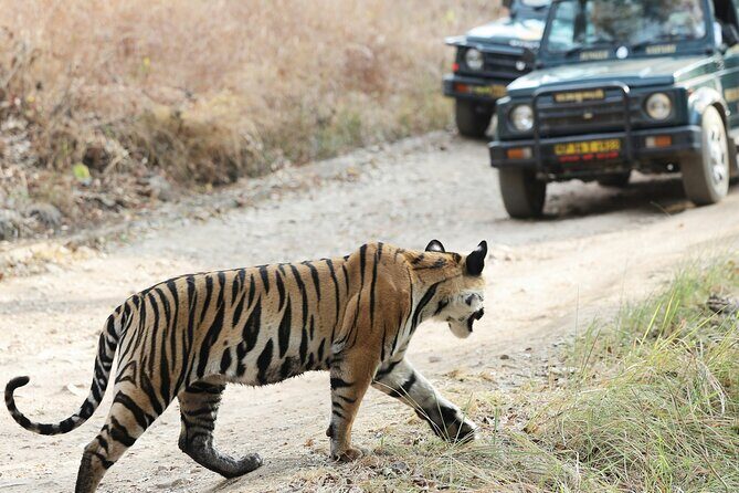 Chitwan jungle safari with canoe river ride - An In-Depth Look at the Itinerary