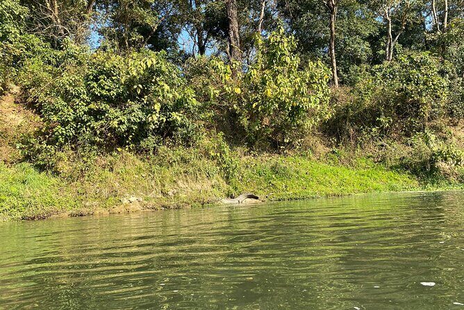 Chitwan Jungle Safari with Overnight Stay - An In-Depth Look at the Chitwan Jungle Safari
