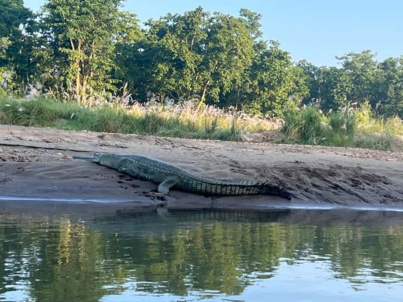 Chitwan National Park-2 night 3 days jungle safari - Exploring the 3-Day Chitwan Jungle Safari