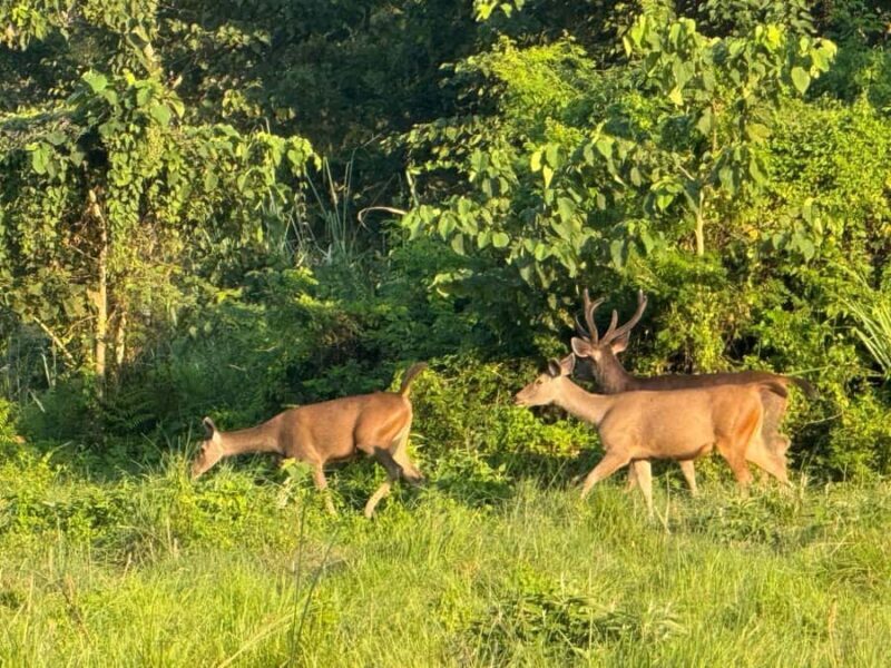 Chitwan National Park-2 night 3 days jungle safari - FAQs