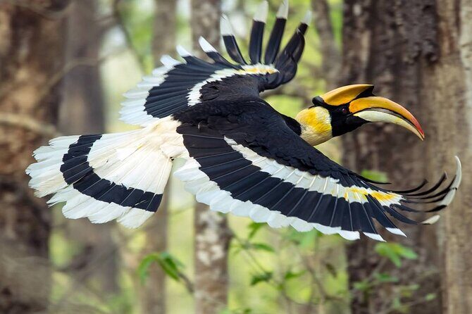 Chitwan National Park Bird Watching Untouched Side from Madi - Exploring the Untouched Side of Chitwan National Park: A Bird Watching Adventure from Madi