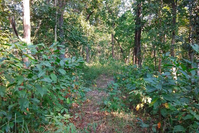 Chitwan National Park Bird Watching Untouched Side from Madi - The Experience from Reviews and Practical Insights