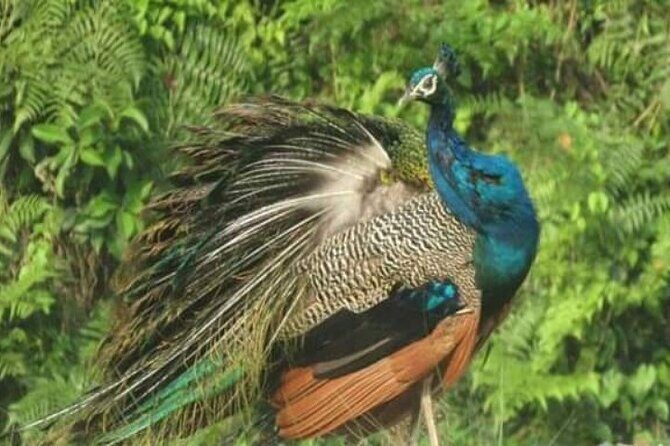 Chitwan National Park Bird Watching Untouched Side from Madi - FAQ