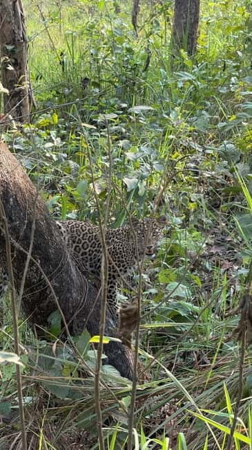 Chitwan National Park: Canoeing and Jungle Walk with Lunch - Chitwan National Park: Canoeing and Jungle Walk with Lunch