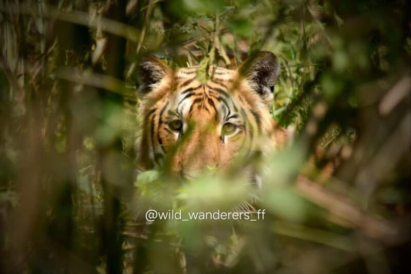 Chitwan National Park: Canoeing and Jungle Walk with Lunch - Key Points