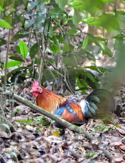 Chitwan National Park: Canoeing and Jungle Walk with Lunch - Final Thoughts