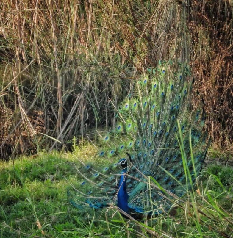 Chitwan National Park: Full-Day Jeep Safari with Lunch - Exploring Chitwan National Park: What You Can Expect