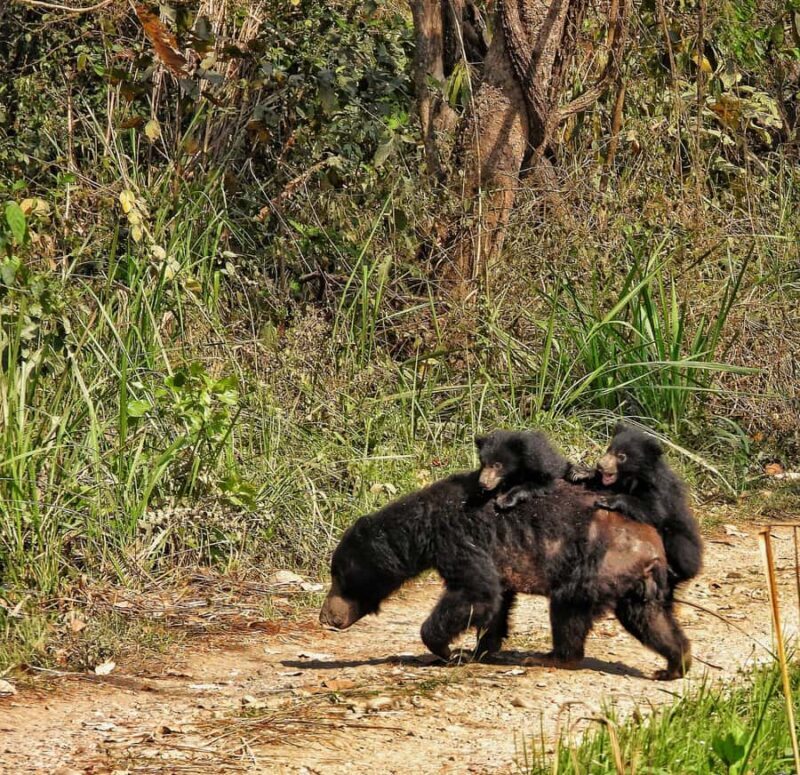 Chitwan National Park: Full-Day Jeep Safari with Lunch - The Bottom Line: Is It Worth It?