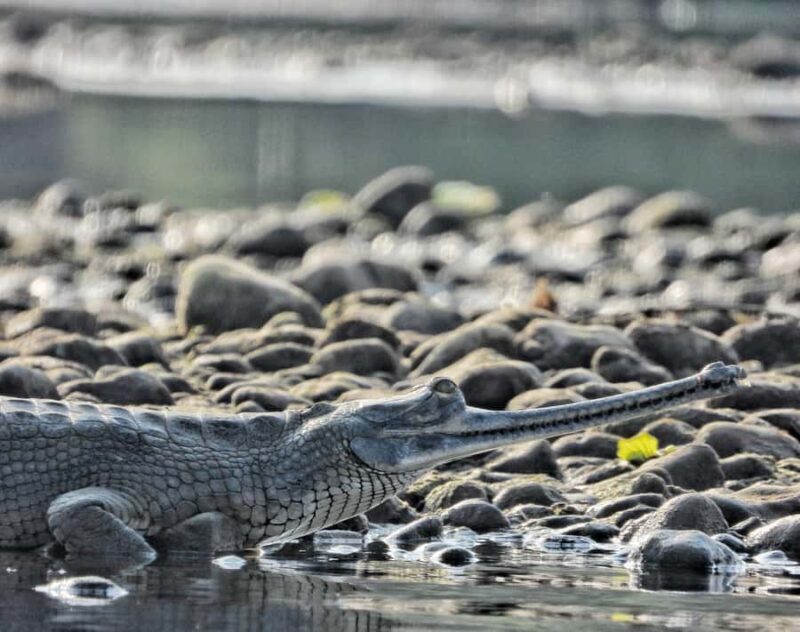 Chitwan National Park: Full-Day Jeep Safari with Lunch - FAQ