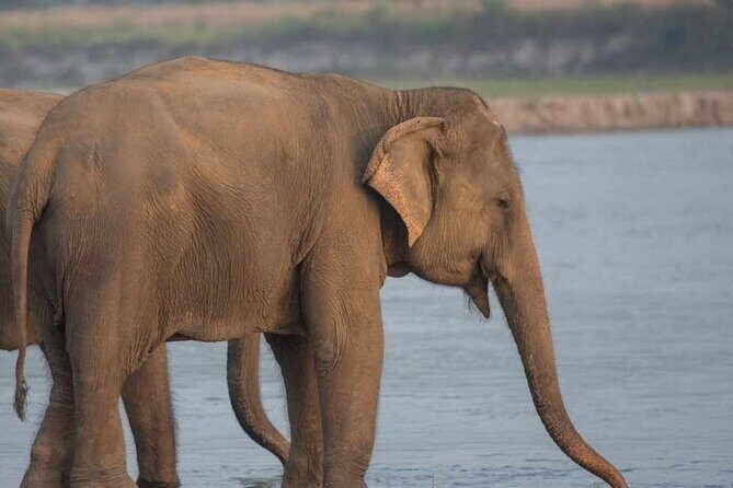 Chitwan National Park Jungle Safari Tours 3 days - FAQ
