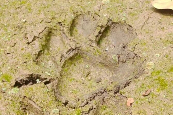 Chitwan National Park Safe CampFire Night Stay From Madi Side - Practical Details You Need to Know