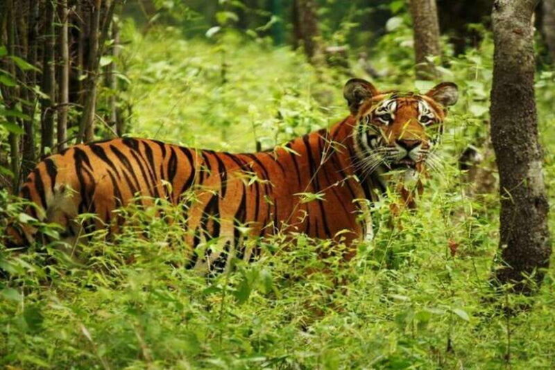 Chitwan National Park Tour - How It Compares to Other Experiences