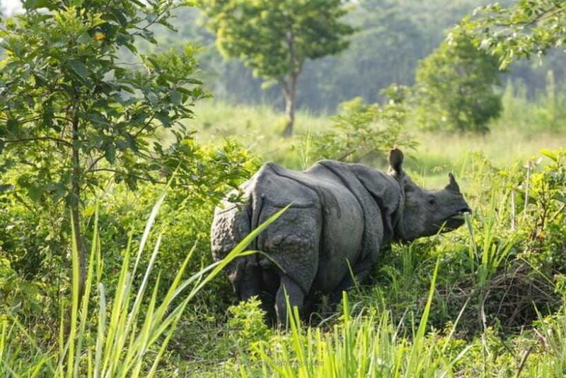 Chitwan National Park Tour - Practical Tips for Your Safari