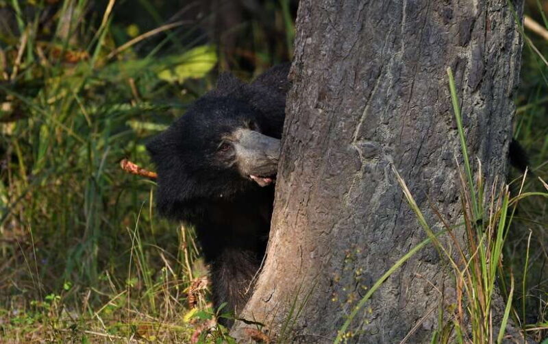 Chitwan National Park Tours: 3 Nights 4 days Full Package - Introduction to the Chitwan National Park Experience