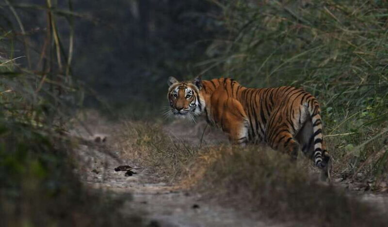 Chitwan National Park Tours: 3 Nights 4 days Full Package - What You Can Expect From the Wildlife Activities